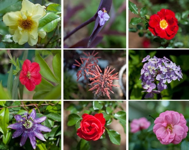 All Different Types Of Flowers