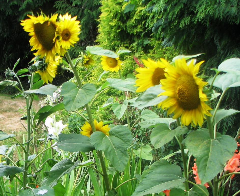 A Houseful of Rabbits: "WHAT AN INVENTION ...