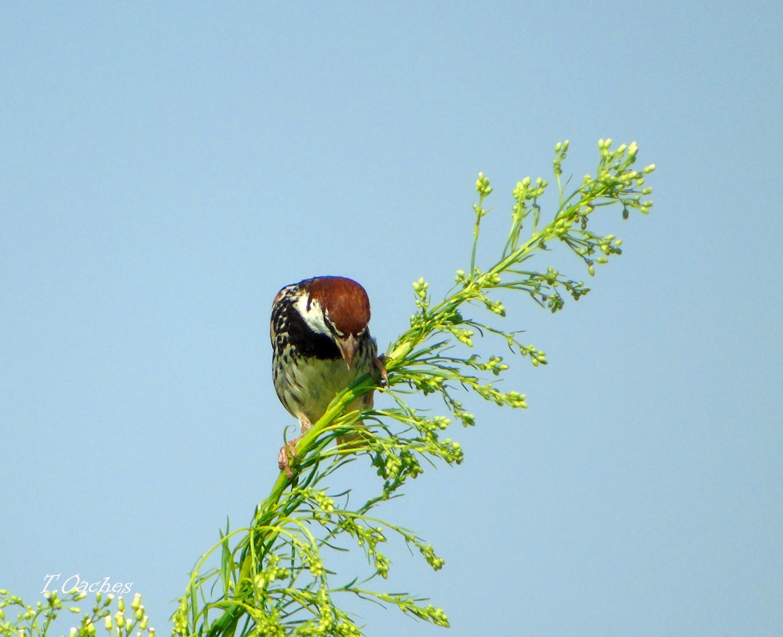 PASARI DIN ROMANIA: VRABIE NEGRICIOASA, Passer hispaniolensis