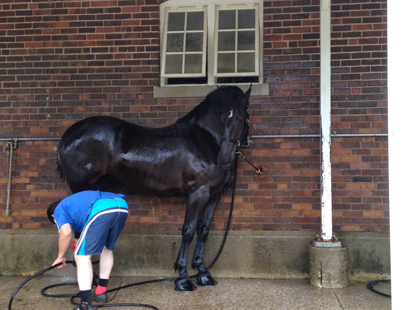 Amish Horses: Percheron Horse Show