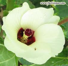 Tanaman obat Indonesia : Caryophylli flos