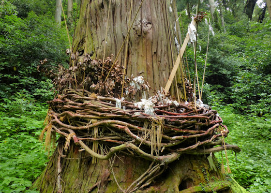 More glimpses of unfamiliar Japan: When a Tree is a Shrine. Oyama ...