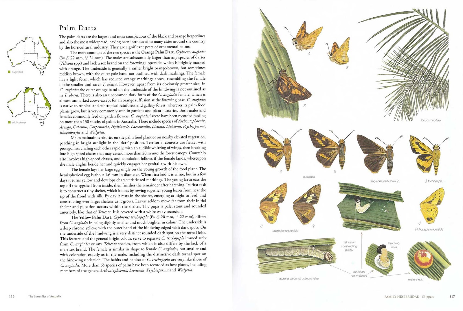 Butterflies of Singapore: Butterflies of Australia