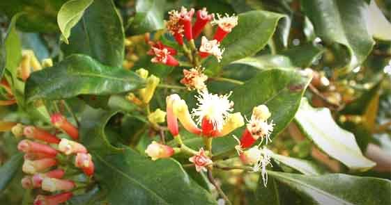 Blog Iera Azira: KHASIAT BUNGA CENGKIH