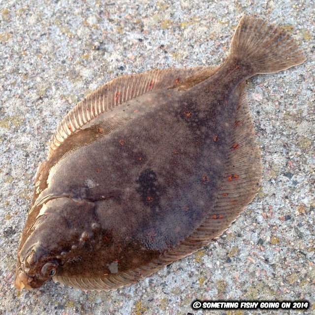 Something Fishy Going On: A plaice for everything and everything in its ...