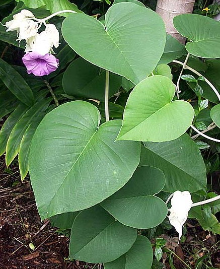 All about Ayurveda and Herbs: Vidhara (विधारा)