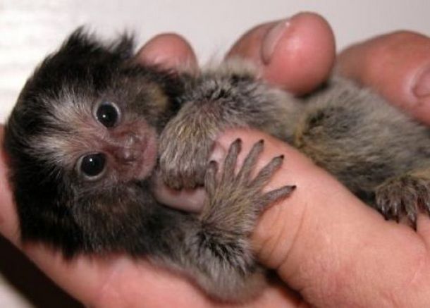 World's Smallest Monkeys | Variety Funny