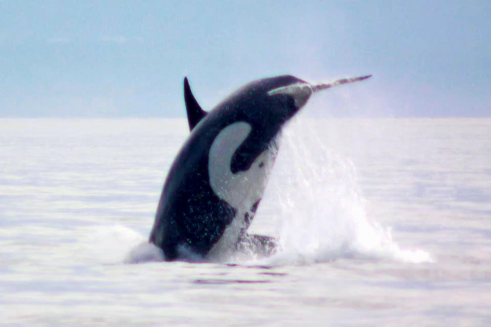 Orca Aware: Orcas of the World