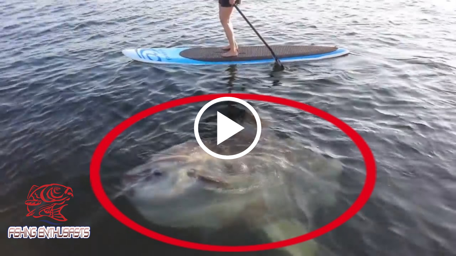 5 Giant Fish | Fishing Moments | Huge Fish Caught On Camera - Fishing ...