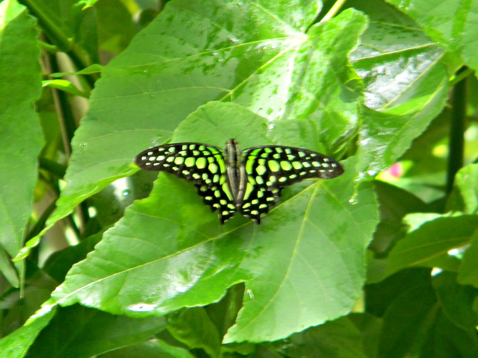 The Details.: Butterfly Rainforest