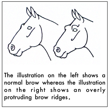 Musings at Minkiewicz Studios LLC: Sculpting the Equine Eye