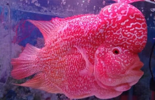 Klasifikasi Dan Morfologi Ikan Louhan | IKAN DAN LAUT