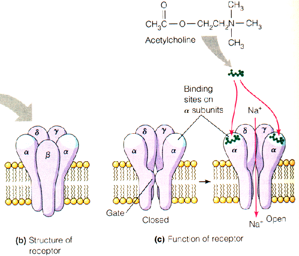 Bio Geo Nerd: Neurons