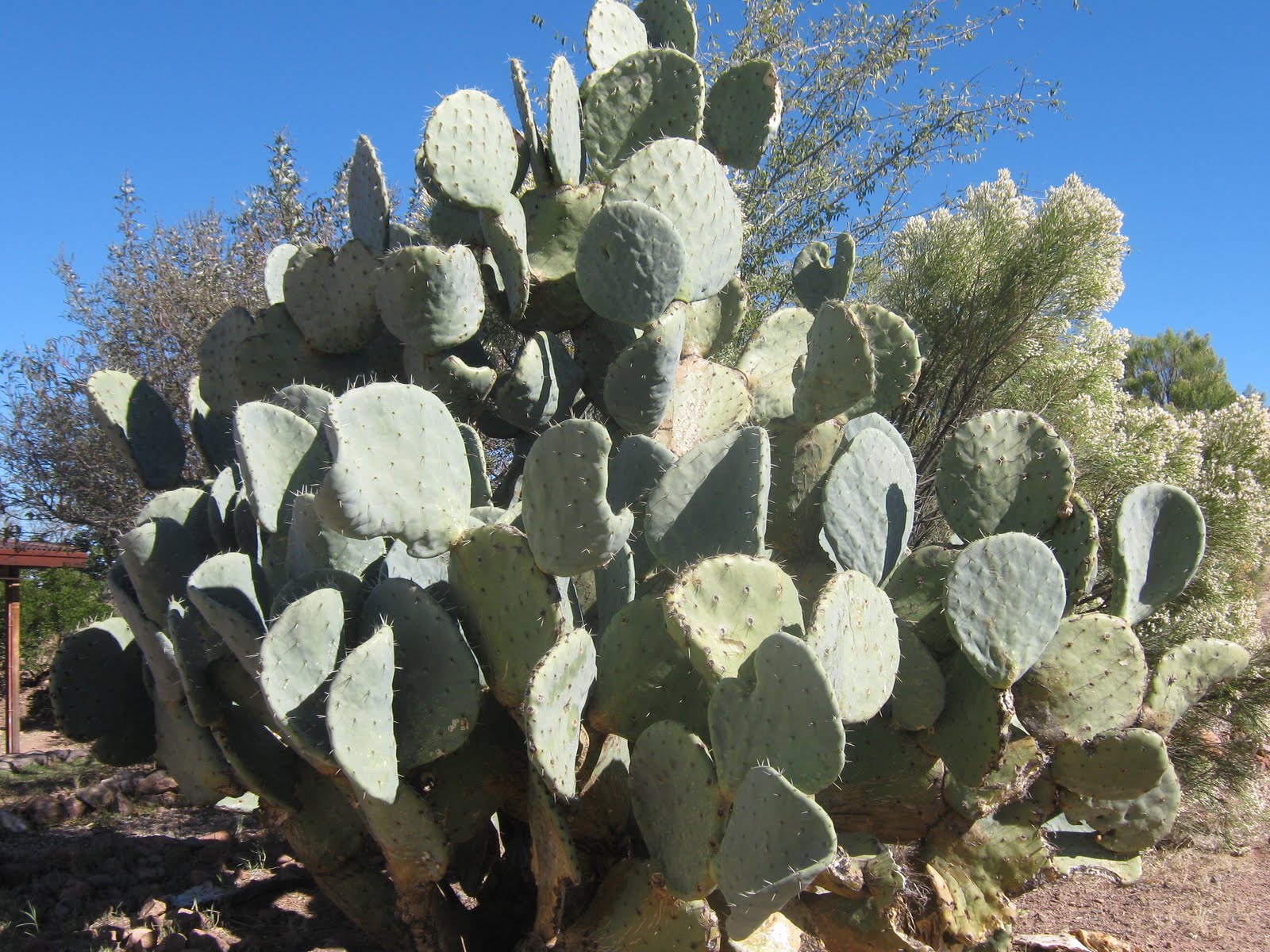 Our Little Sprouts: Prickly Pear Kombucha!