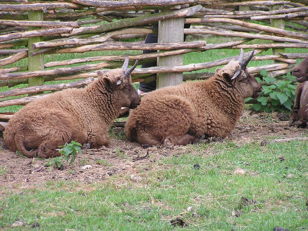 The History Girls: Welcome to the Iron Age! - by Ruth Downie