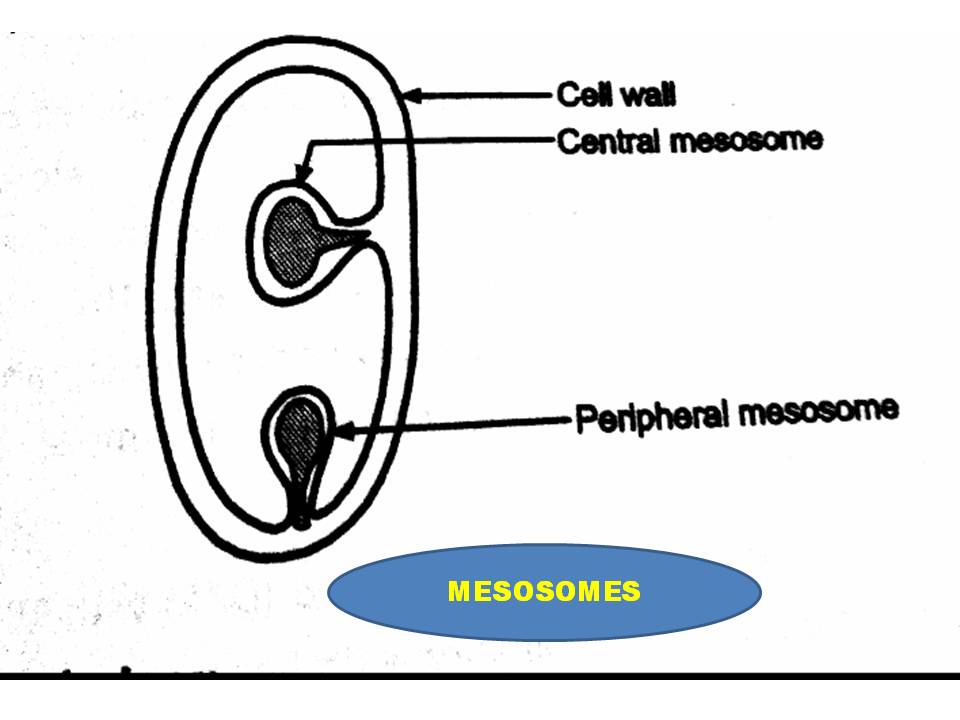 ULTRA-STRUCTURE OF BACTERIA (MICROBIOLOGY NOTES)(SECOND YEAR B.PHARMACY ...