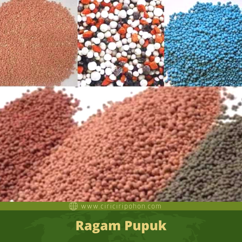 Karakteristik dan Kandungan Pupuk NPK yang Wajib Diketahui ...