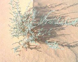 les plantes médicinales du Sahara: Les bienfaits de Cornulaca monacantha…