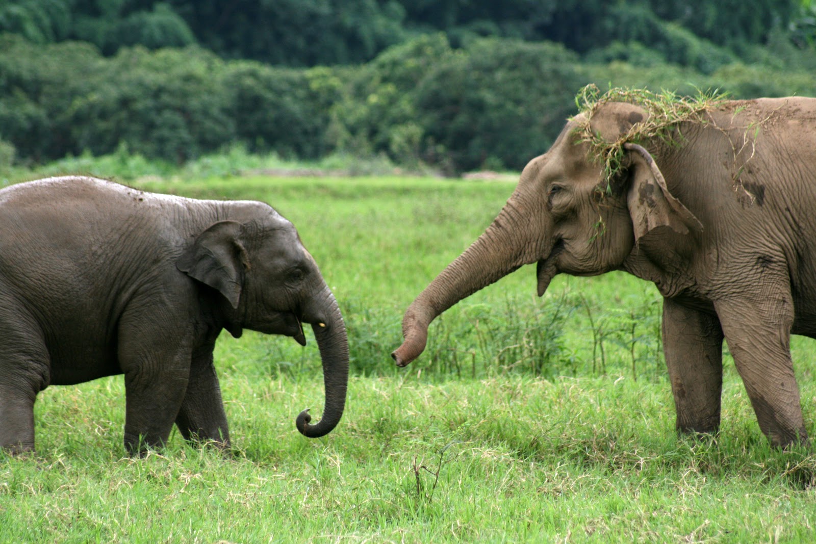 Extravagation: Elephunk