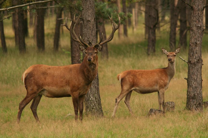 NATUUR EN NOSTALGIE IN HOLLAND