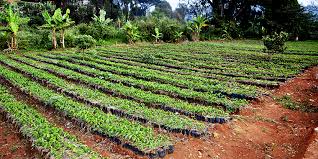 KILIMO BORA CHA KAHAWA: MAANDALIZI YA SHAMBA