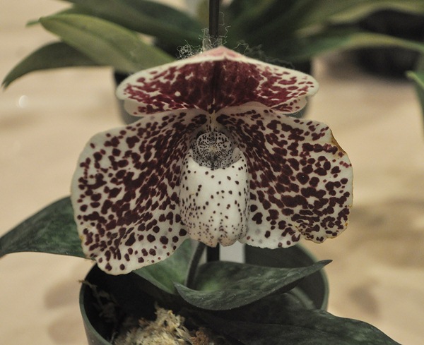 PaphYeo: Paphiopedilum Show in Bangkok - others.