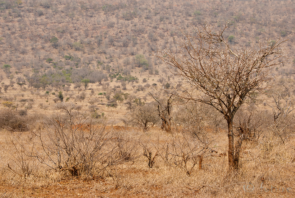 Foture: Kuiv savann