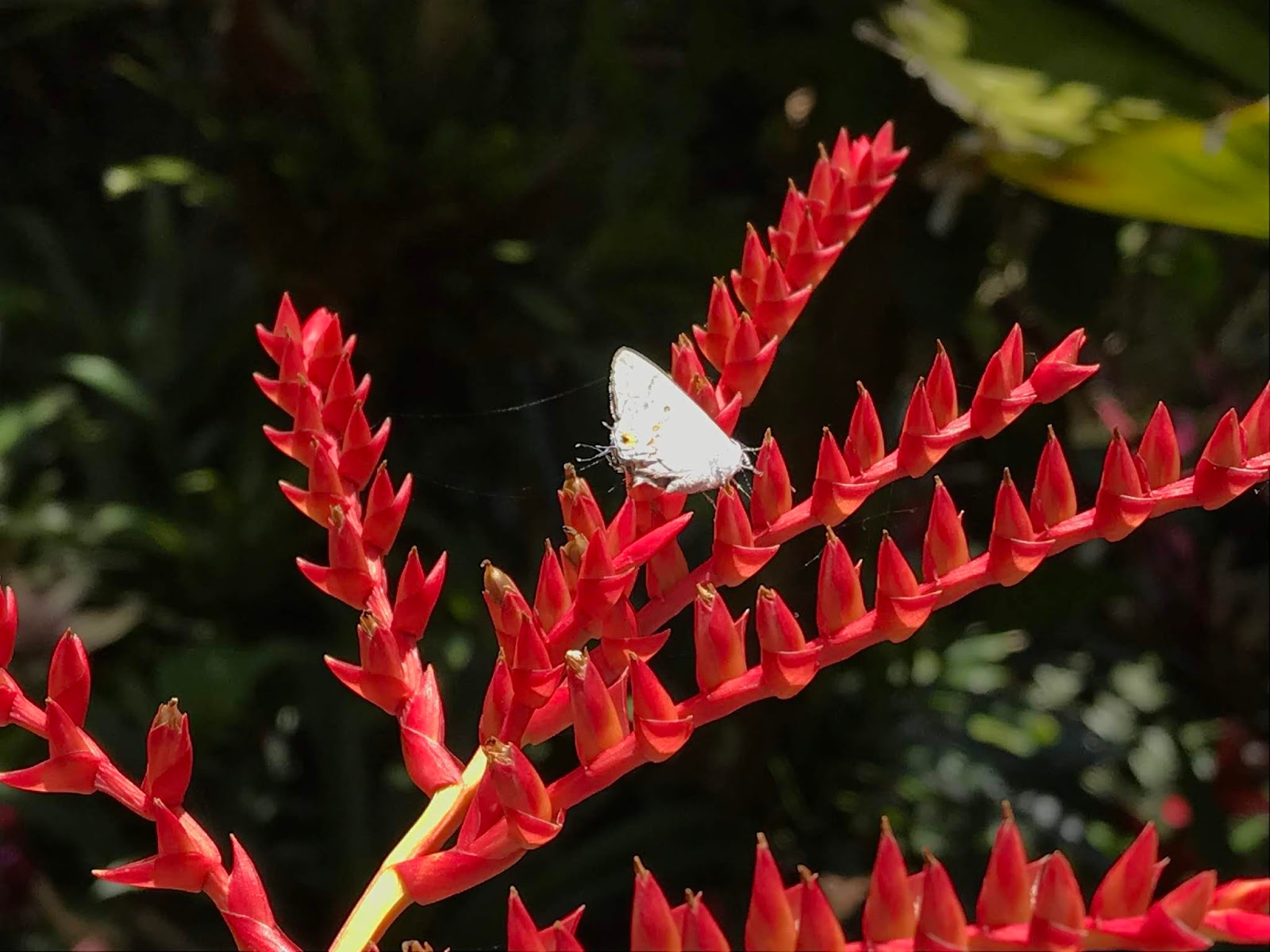 Paisajismo, pueblos y jardines: Bromelias del Jardín Hacienda La Laguna ...