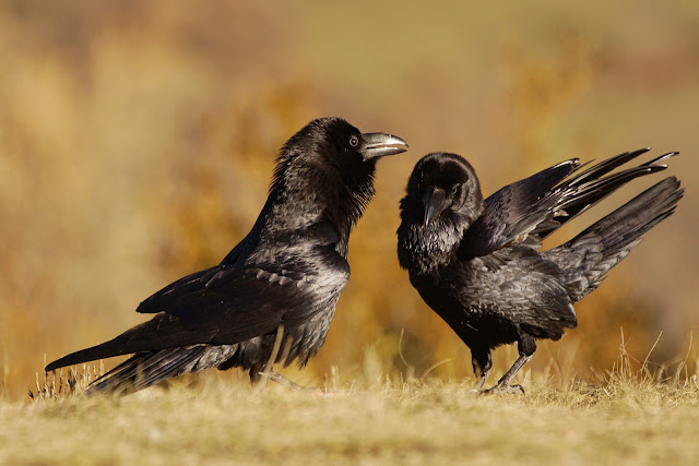 Pasión por las aves: Cuervo.(Corvus corax)