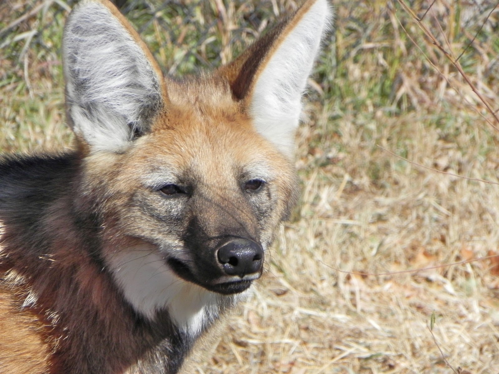 Pueblo Zoo Blog: Maned Wolf pups born at Pueblo Zoo