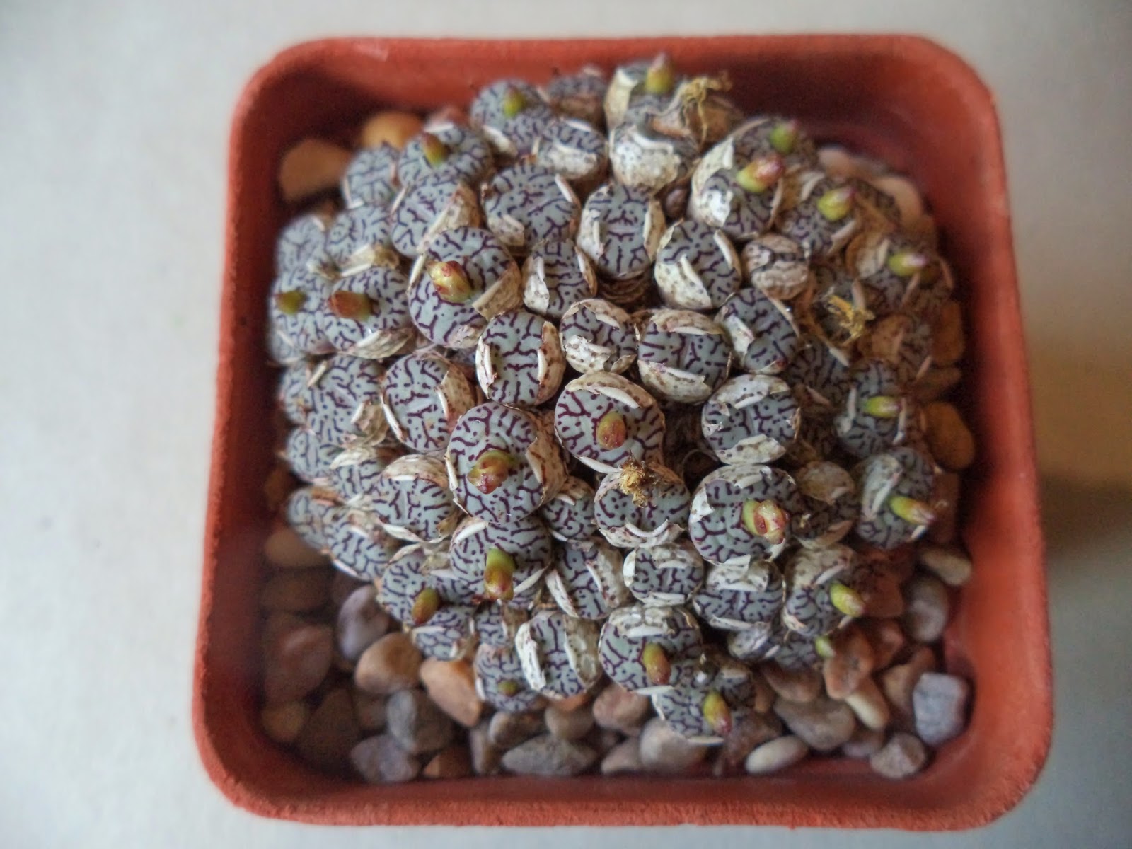 Succulent Sundae: CONOPHYTUM MINIMUM WITTEBERGENSE