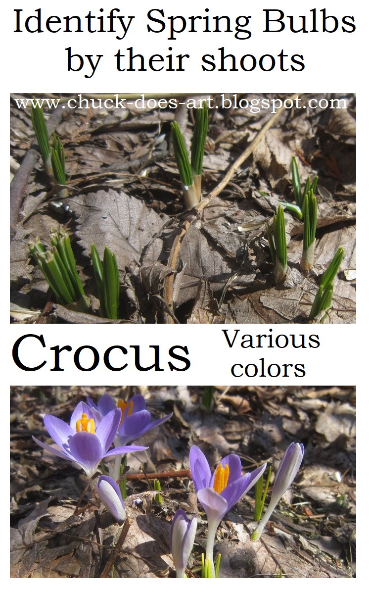 Chuck Does Art: Identifying bulbs growing in early spring by shoots