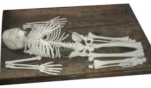 Bone Sets For Medical Students.