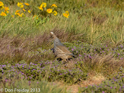 The Freiday Bird Blog: West Texas Bird of the Day: Scaled Quail