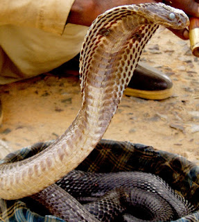 know about kannada and Karnataka: Snake names in Kannada with images ...
