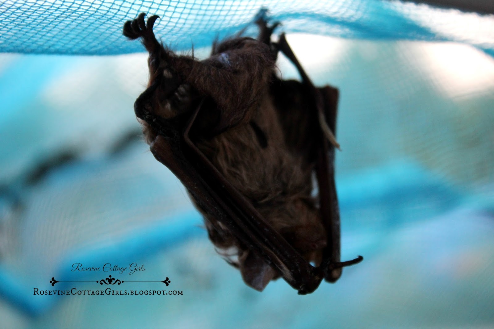 Waiting On The Lord | Lessons From The Farm