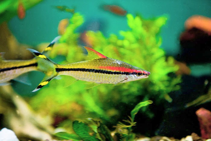 percomorpha: Labeo Barbus Crossocheilus Puntius Sahyadria, verso l ...