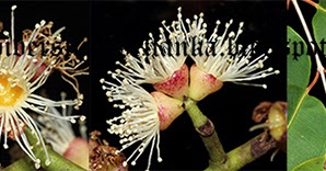 Biodiversity of Sri Lanka: මාදන්/මහ දන්[Madan/Mahadan]/Black Plum/Java ...