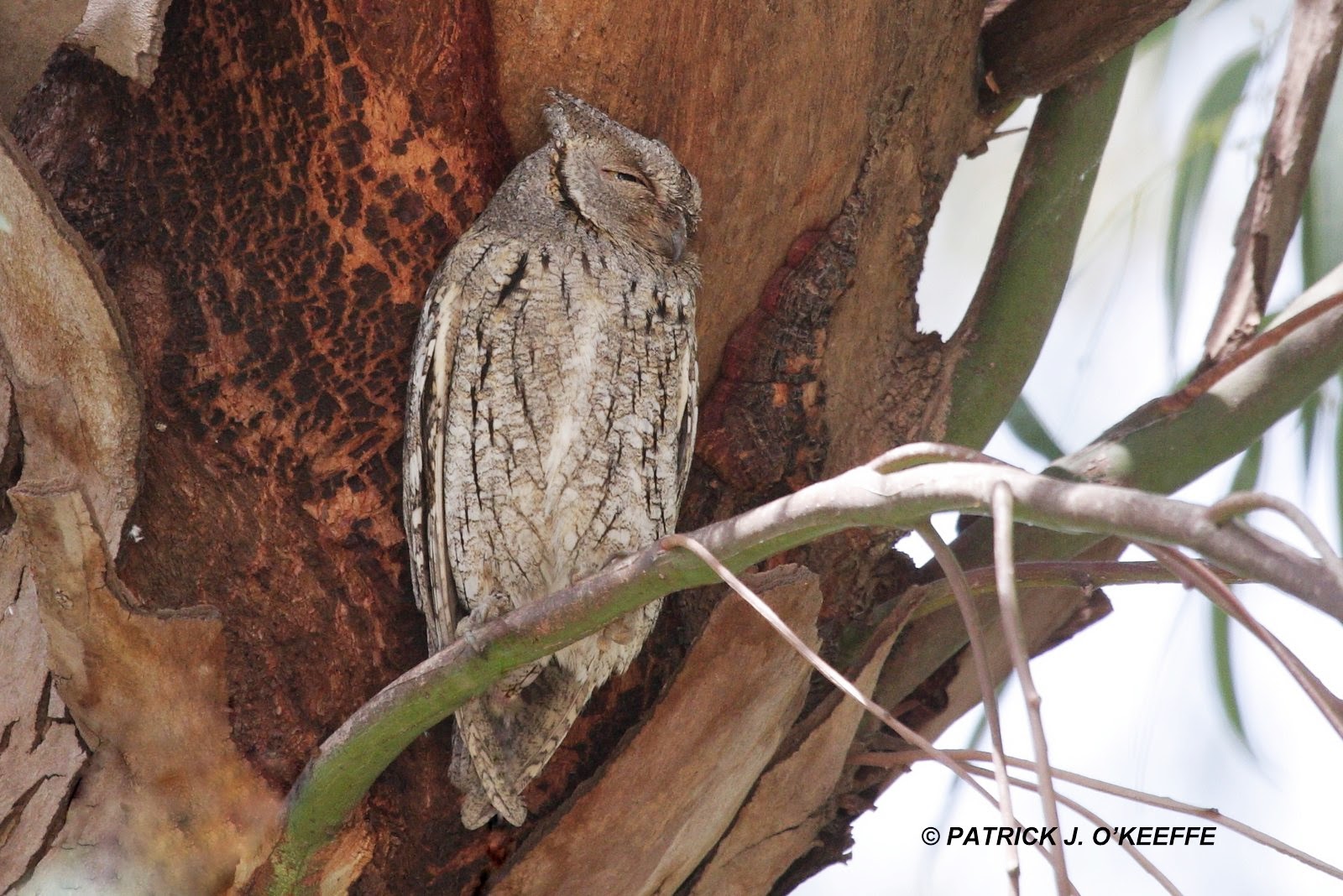Raw Birds: EURASIAN SCOPS OWL Otus scops Kalloni, Lesvos Island, Greece