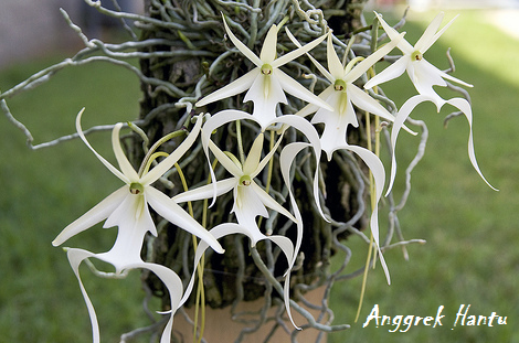 Anggrek Hantu "Ghost Orchid" - Bunga Unik - Alam Mentari