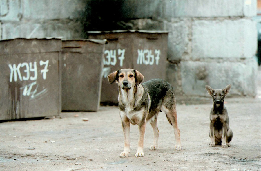 Bobbie Pyron: Street Dogs of Russia