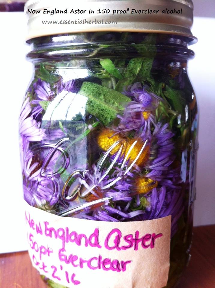 The Essential Herbal Blog: Try a Tincture