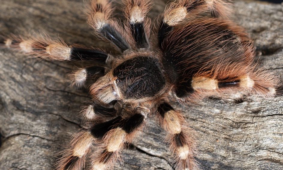 Hairy Tarantula Facts