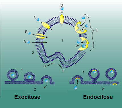 BIOLOGIA PARA A VIDA : REINO PROTOCTISTA