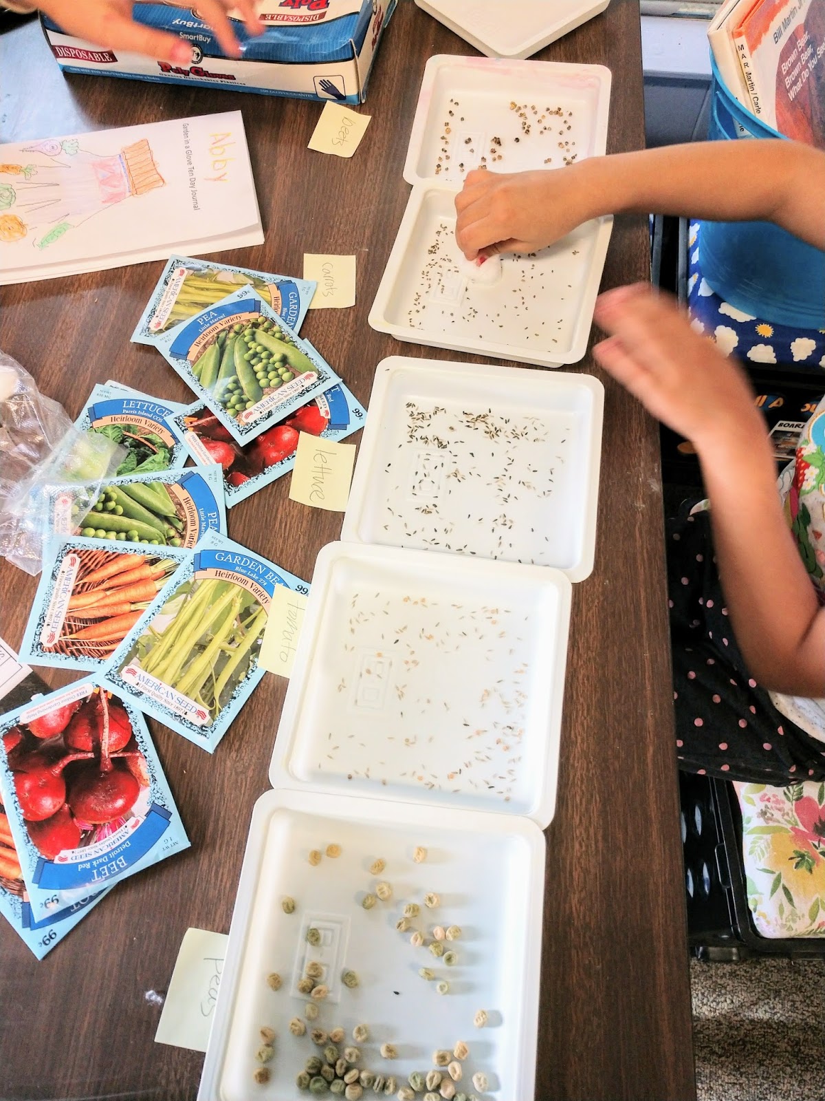 Garden in a Glove: Plant Life Cycle in Kindergarten • The Kinderhearted ...
