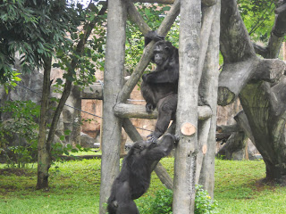 hewan-purba2016: primata ragunan Images