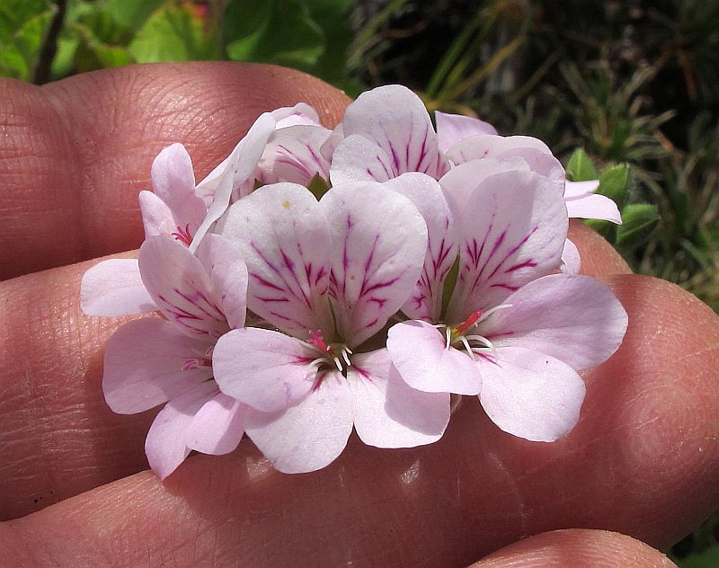 Esperance Wildflowers: Pelargonium australe - Wild Geranium