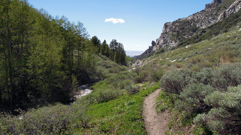 Ruby Mountain Trails: Flower show in Soldier Canyon
