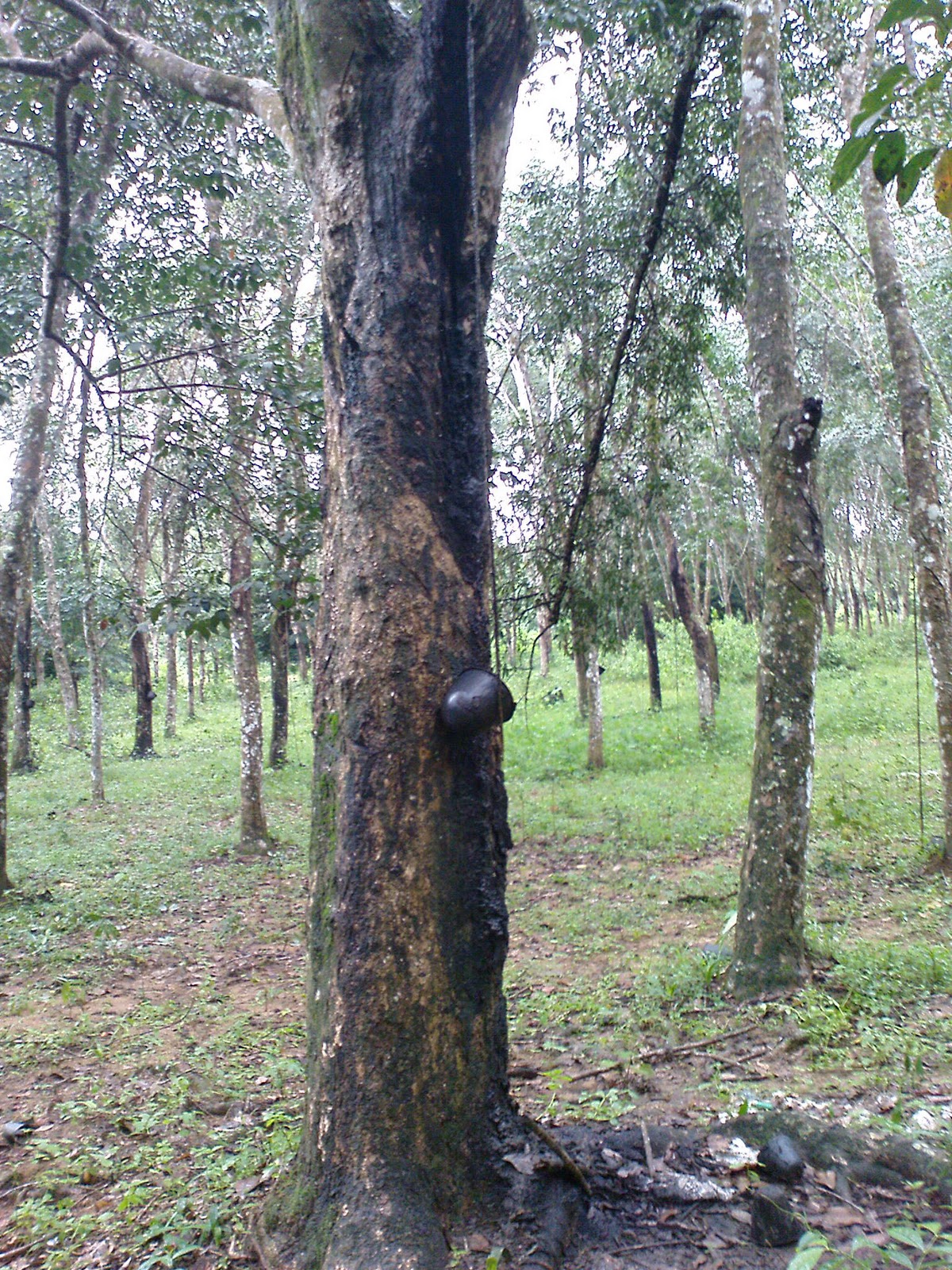 Pemajuan kawasan baru dengan ladang: Kilang memproses Kayu getah kami ...