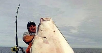 KATEMBE: O Alabote do Atlântico